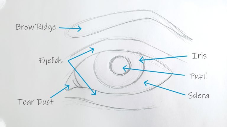 Lesson 12 I Drawing Eyes - Lillian Gray - Art School