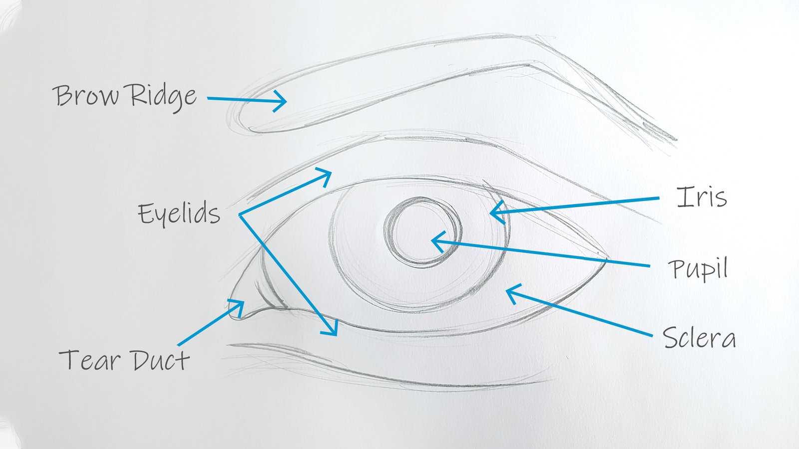 Lesson 12 I Drawing Eyes - Lillian Gray - Art School