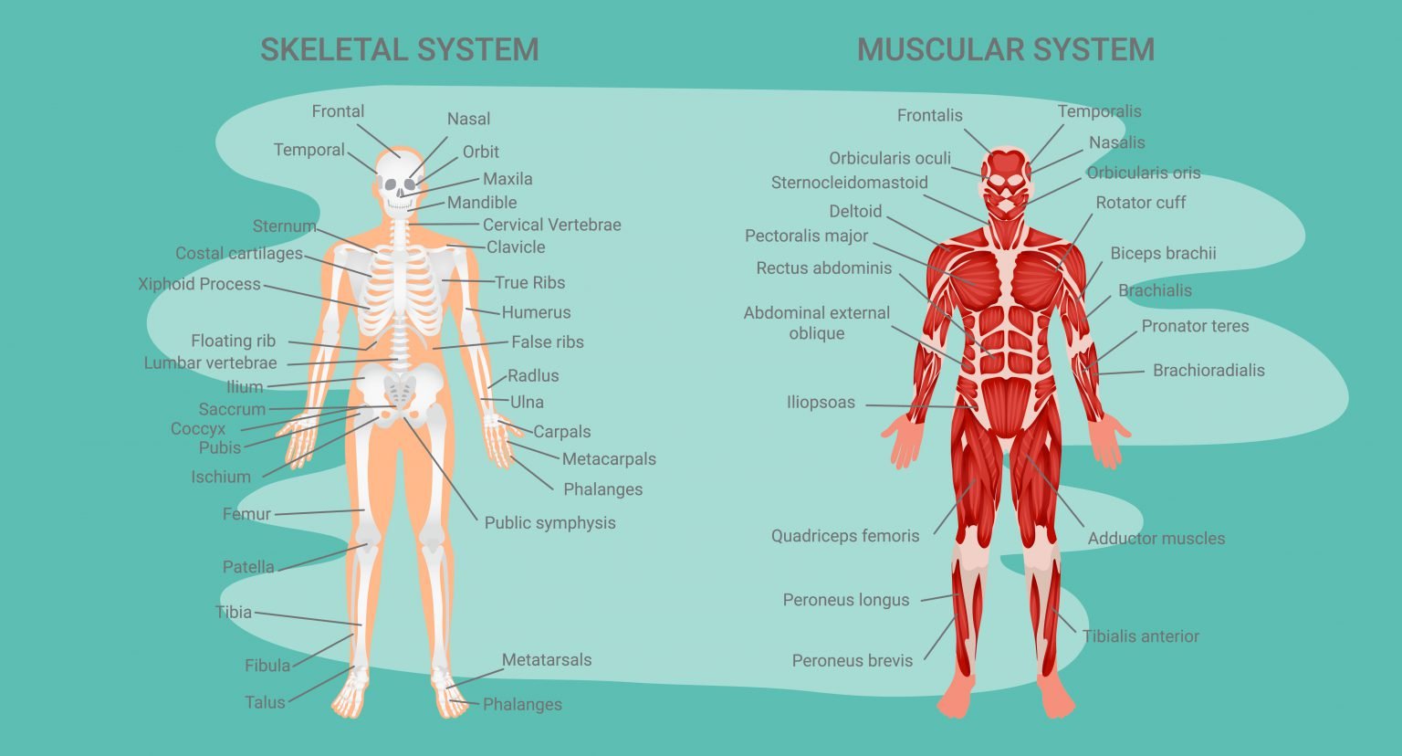 Secrets to Figure Drawing Course: Outline and Introduction - Lillian ...